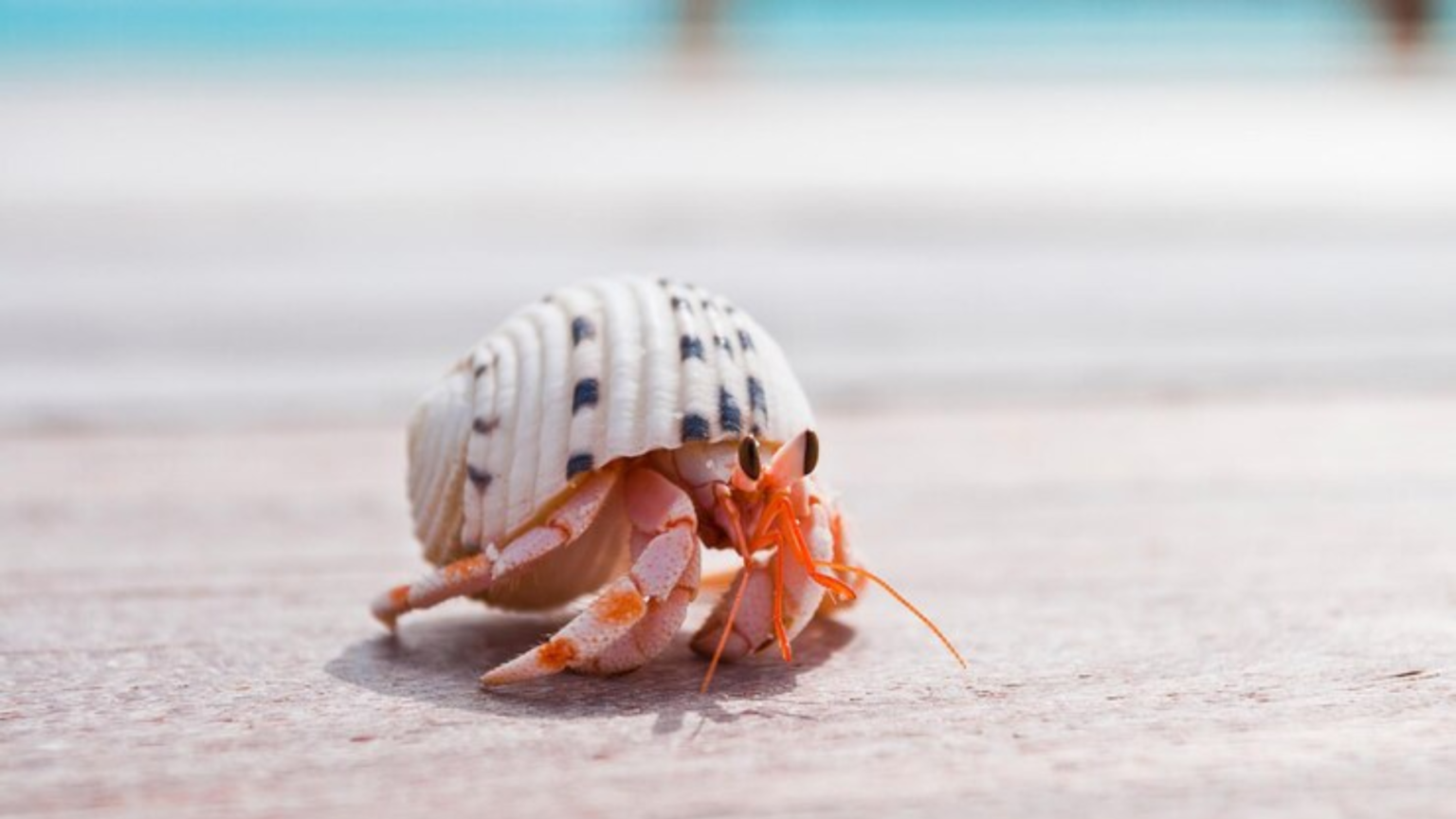 317+ Hermit Crab Names + AI Generator