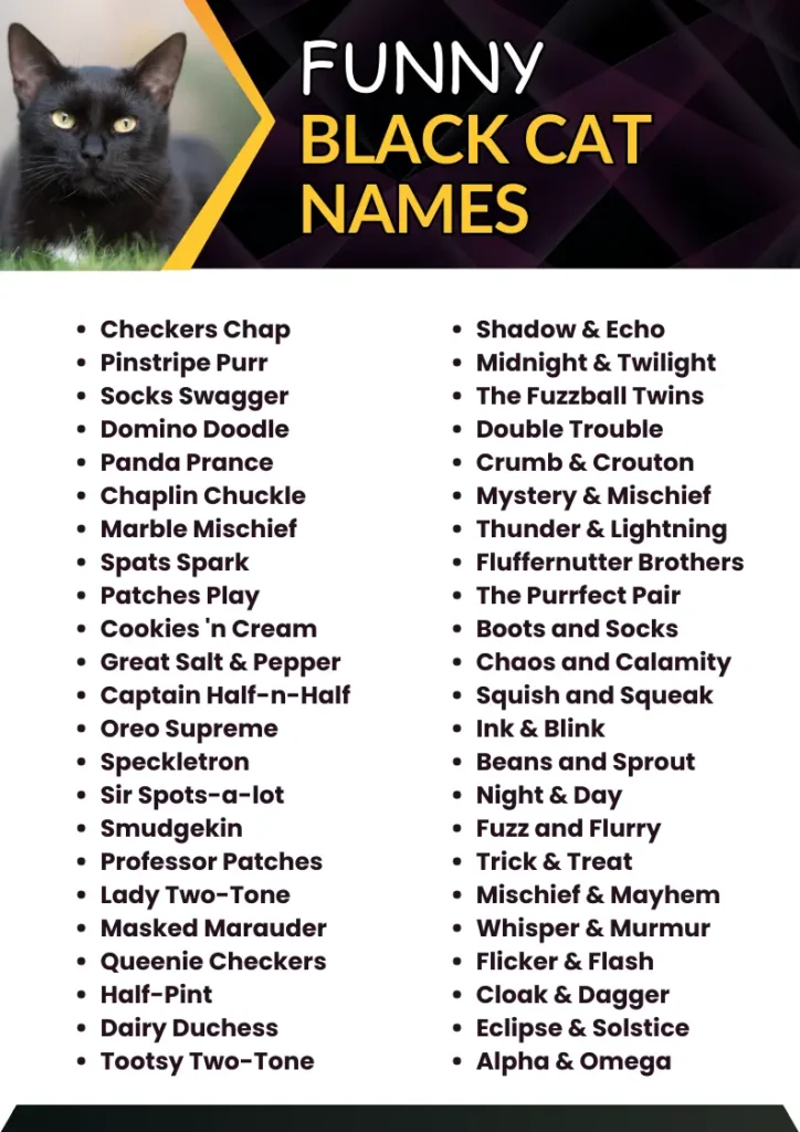 Name Black Cat 160 Best Black Cat Names For Males And Females Name Black Cat 160 Best Black Cat Names For Males And Females